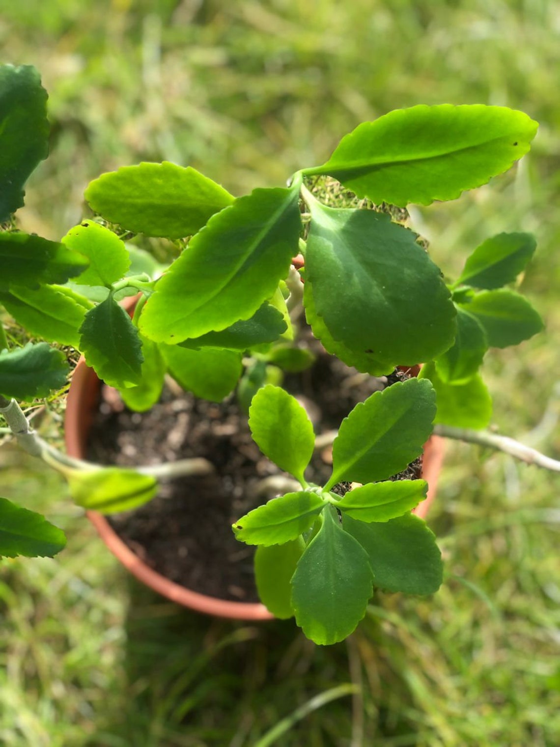 Leaf of Life, Miracle Leaves, Wonder of the World Leaf, Podophyllum ...