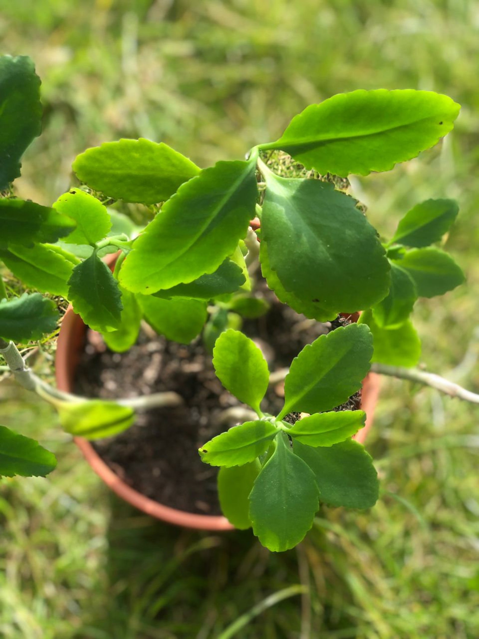 Leaf of Life, Miracle Leaves, Wonder of the World Leaf, Podophyllum ...