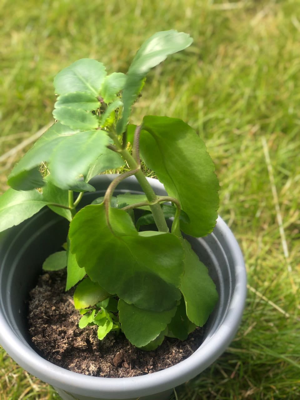 Leaf of Life, Miracle Leaves, Wonder of the World Leaf, Podophyllum ...