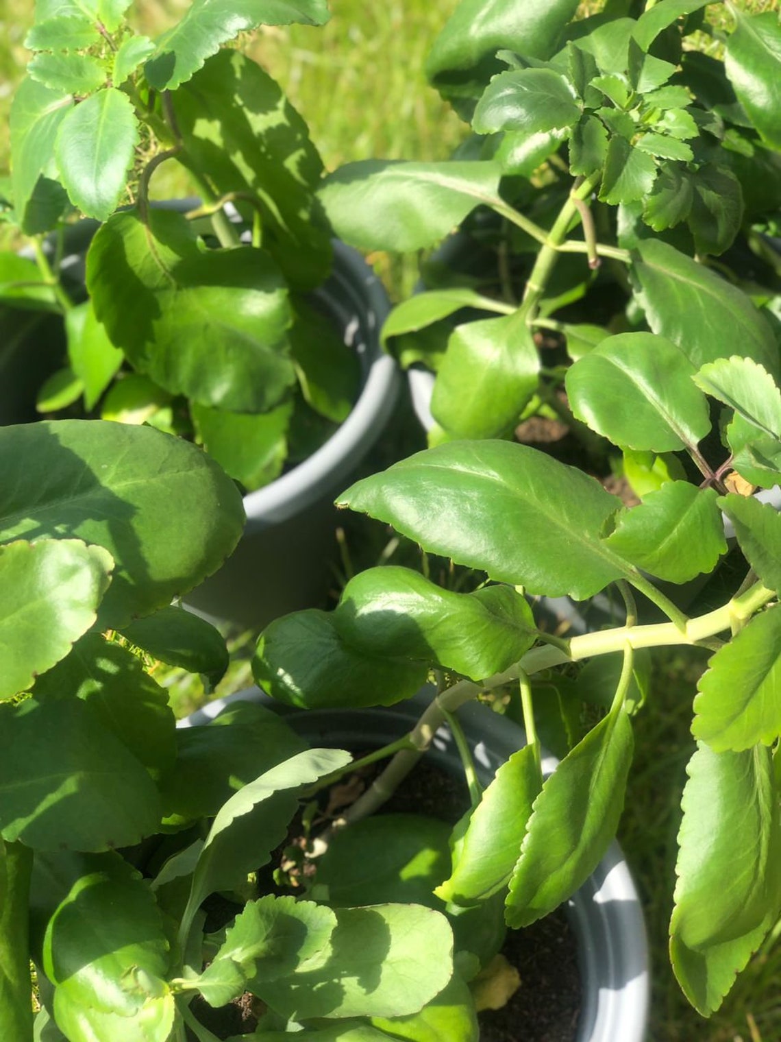 Leaf of Life, Miracle Leaves, Wonder of the World Leaf, Podophyllum ...
