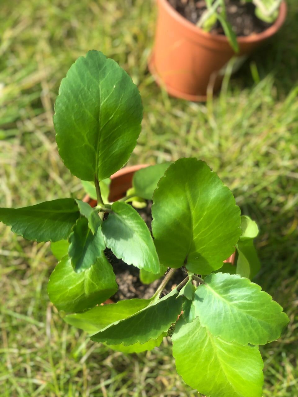 Leaf of Life, Miracle Leaves, Wonder of the World Leaf, Podophyllum ...