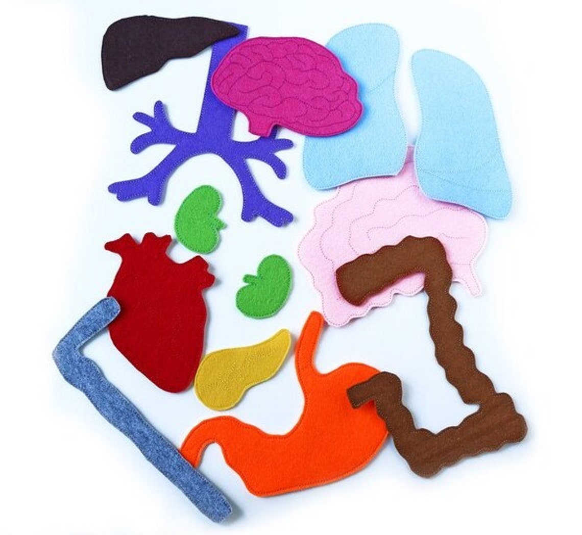 Human Body Activity Kit Felt Anatomy Puzzle Montessori | Etsy