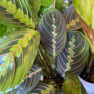 Red Maranta, Prayer Plant, 4inch Pot, Hopewind Plants Shop - Etsy