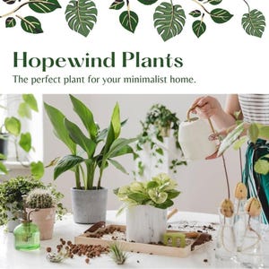 Hopewind Plnats Shop - Philodendron Hederaceum Brasil, Rare Variety ...