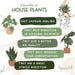 Hopewind Plnats Shop - Philodendron Hederaceum Brasil, Rare Variety ...