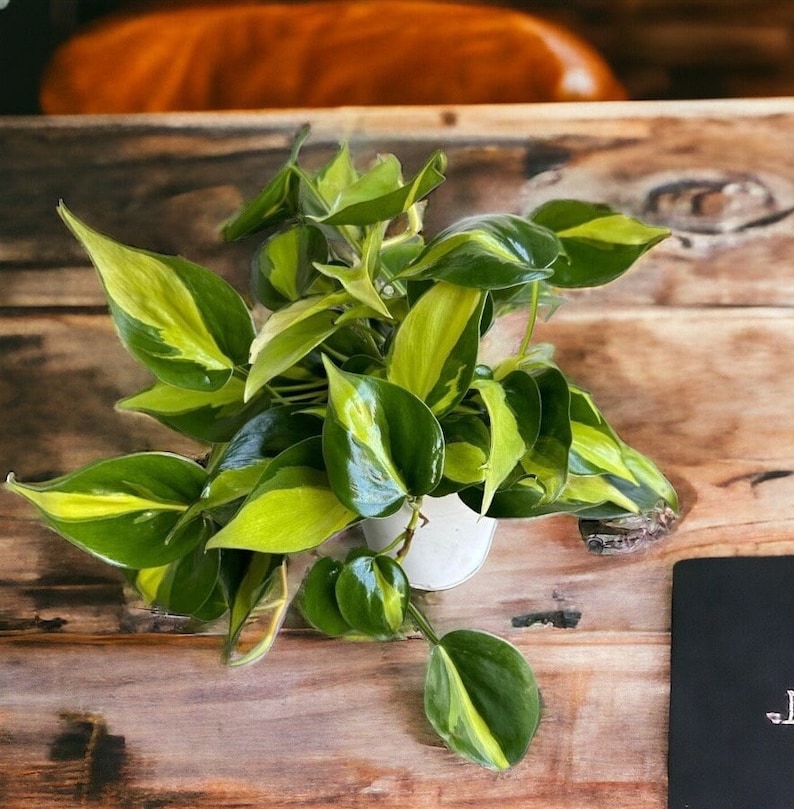 Hopewind Plnats Shop Philodendron Hederaceum Brasil, Rare Variety, Live ...