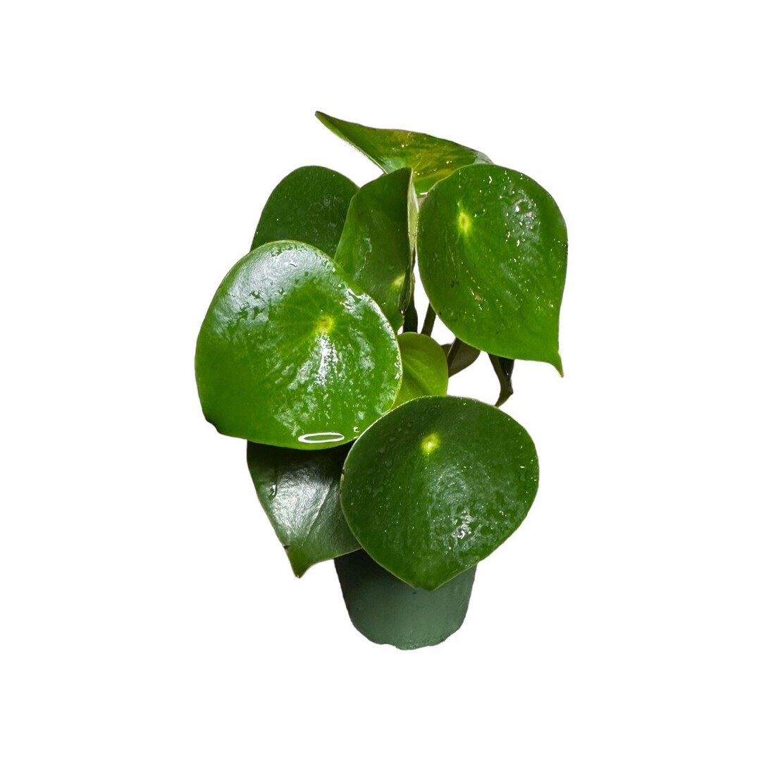 Peperomia Owl, 4 Inch Pot Hopewind Plants Shop - Etsy