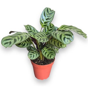 Calathea Burle Marx, Fishbone Prayer Plant, Unique and Easy to Care ...
