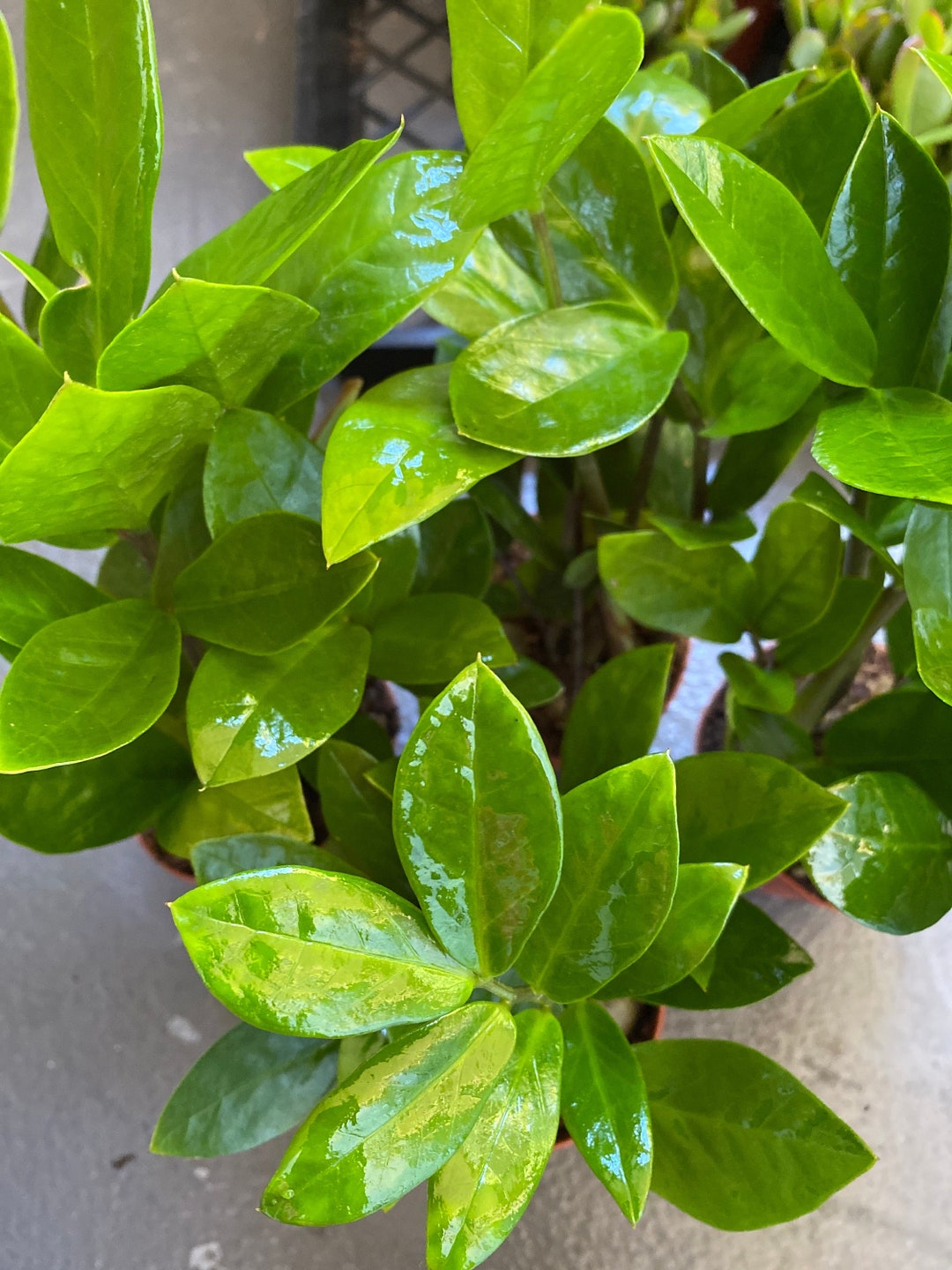 Hopewind Plants Shop. Zz Plant, Live Plant, House Plant, Zamioculcas ...