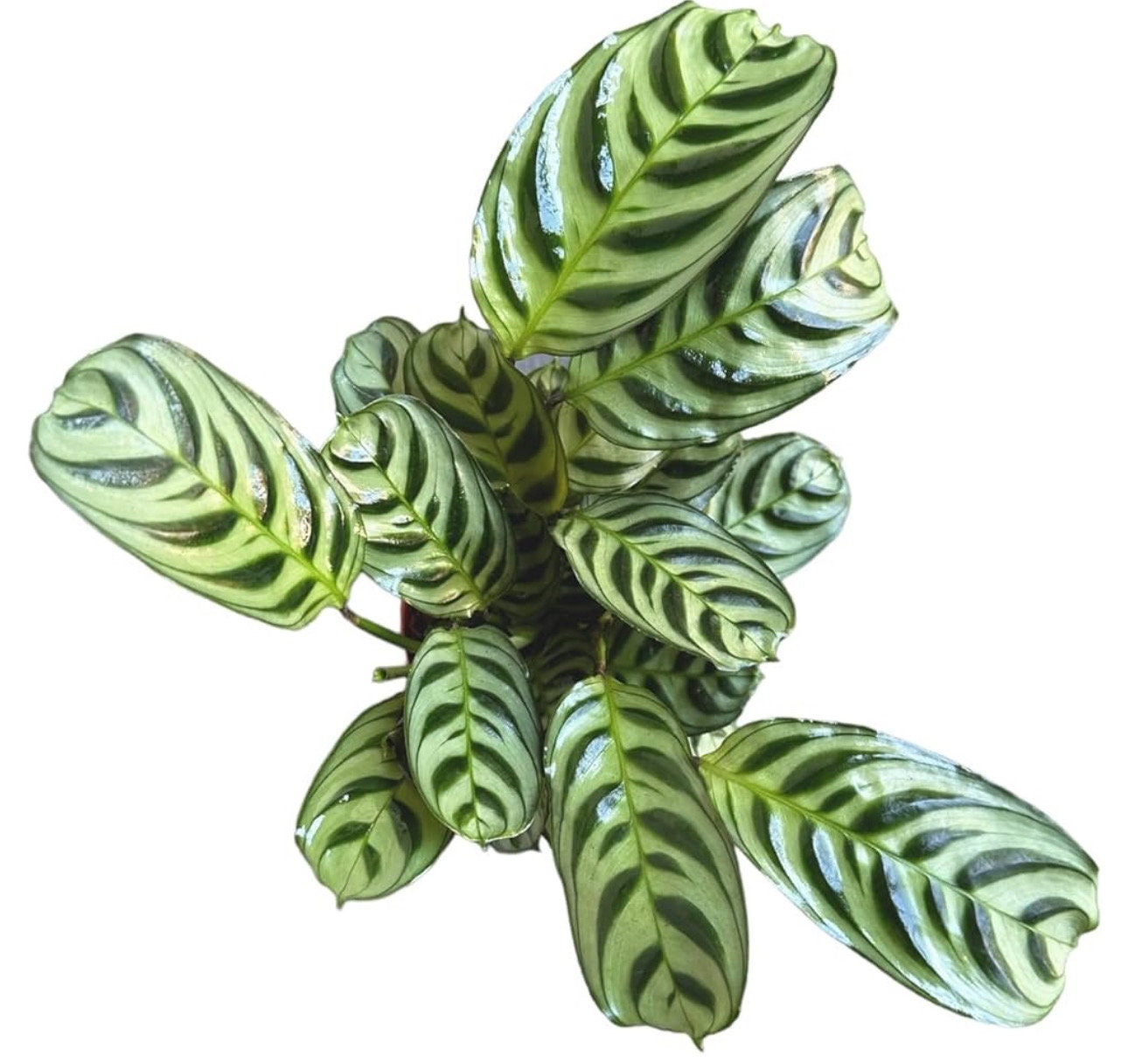 Calathea Burle Marx, Fishbone Prayer Plant, Easy Care Indoor Plant (4 ...