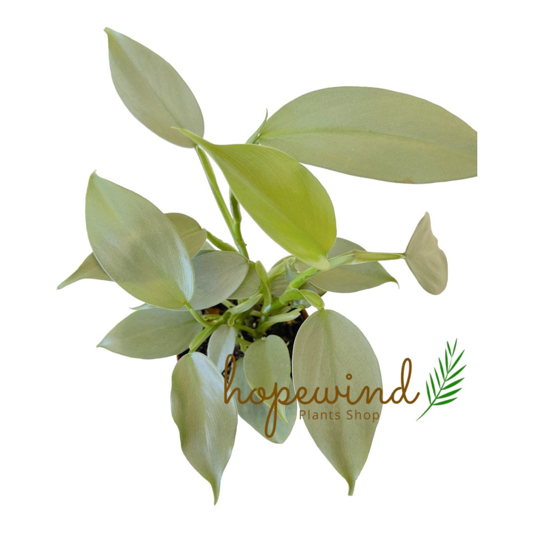 Silver Sword Philodendron, Rare Variety, Live Indoor Plant, 4 Inch Pot ...