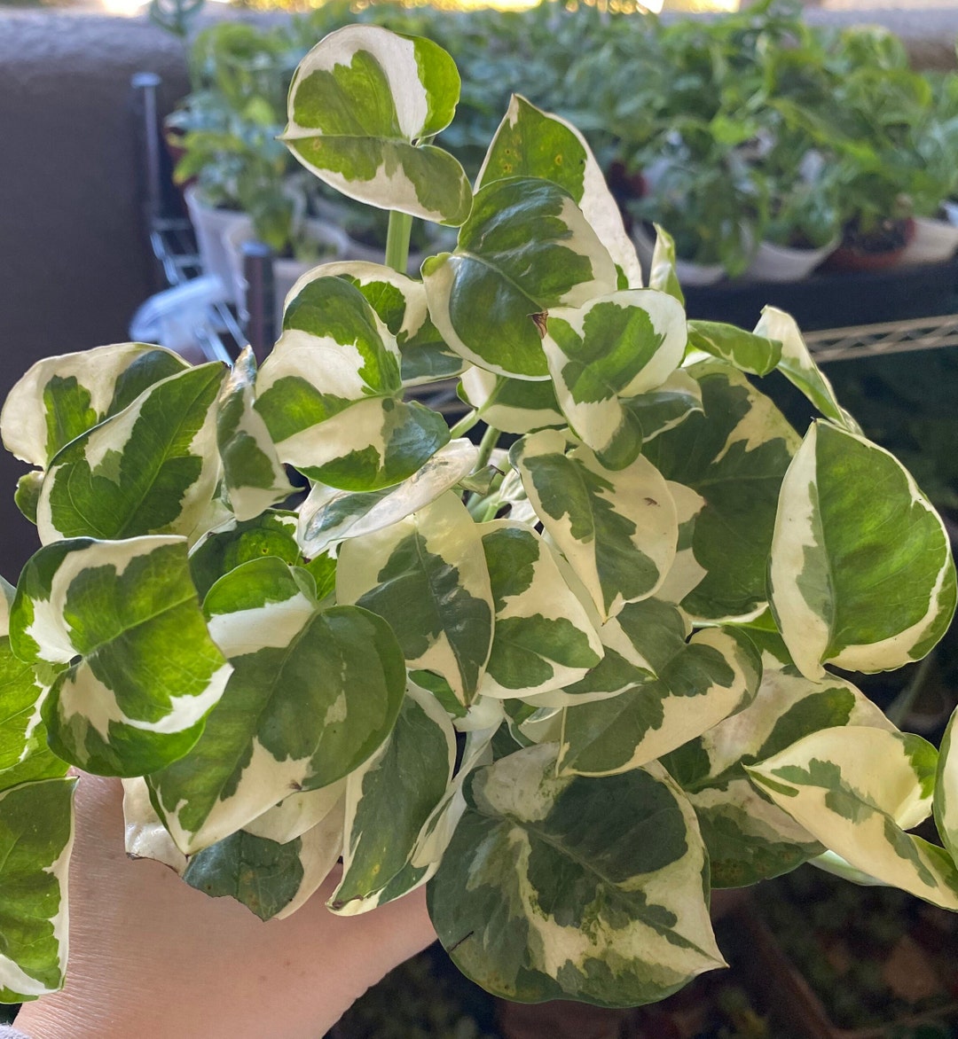 Hopewind Plants Shop, Pothos N’joy Live Indoor Plant, 4 Inch Pot ...