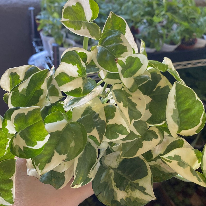 White Pothos - Etsy