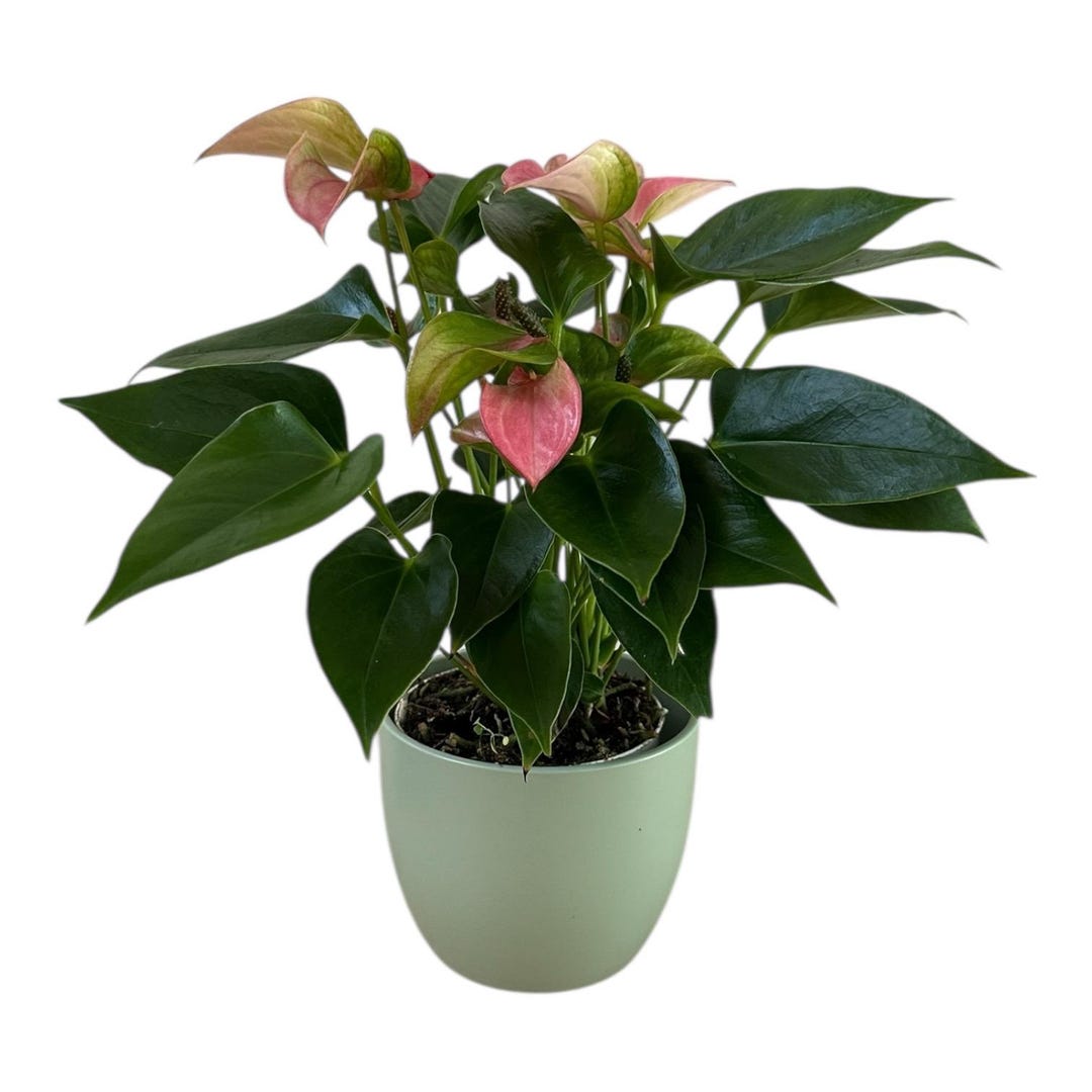 Pink Matata Anthurium Live Plant - 4.7 Inch Pot (sage Decorative Pot ...