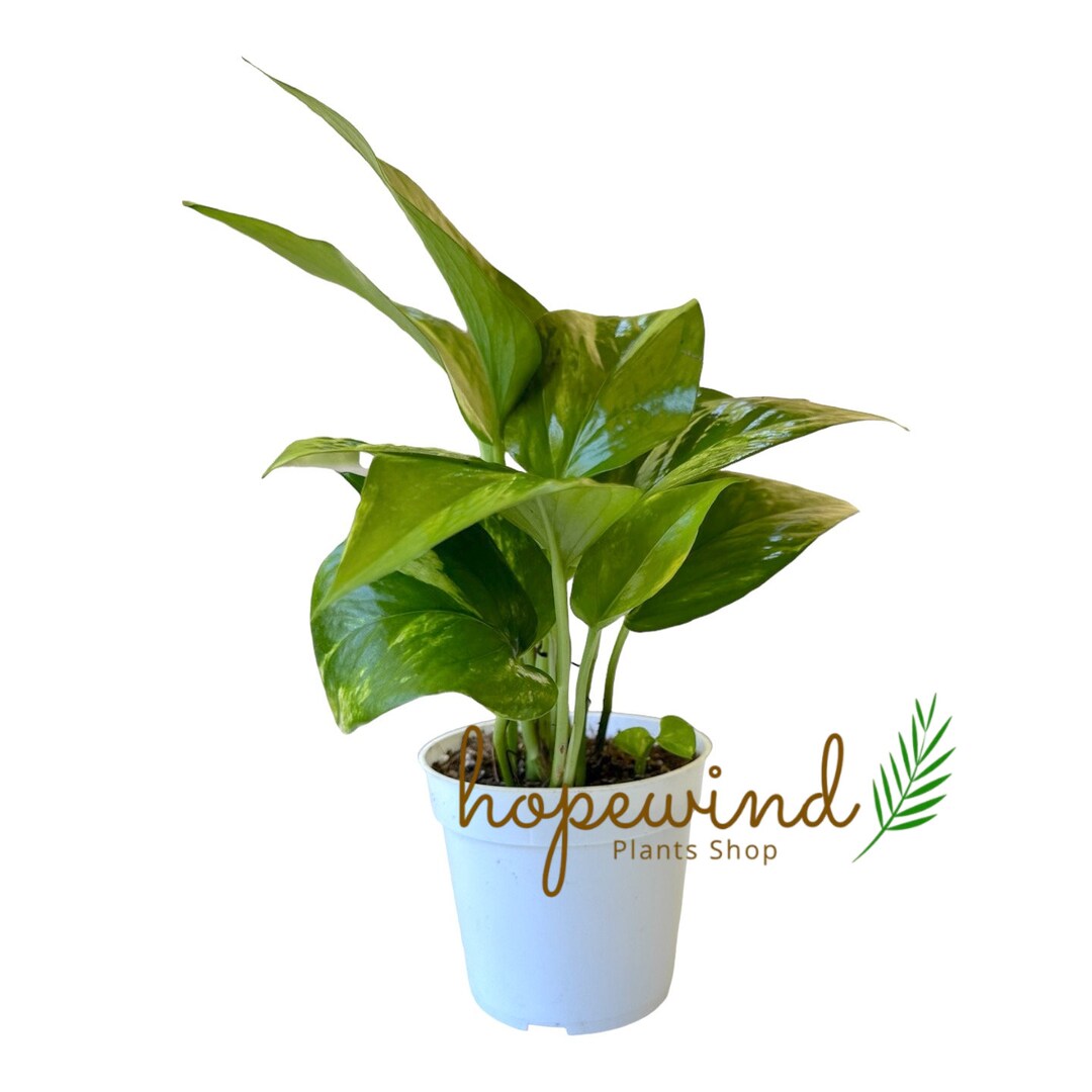 Golden Pothos Live Indoor Plant 4 Inch Pot Hopewind Plants - Etsy