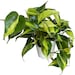 Hopewind Plnats Shop - Philodendron Hederaceum Brasil, Rare Variety ...