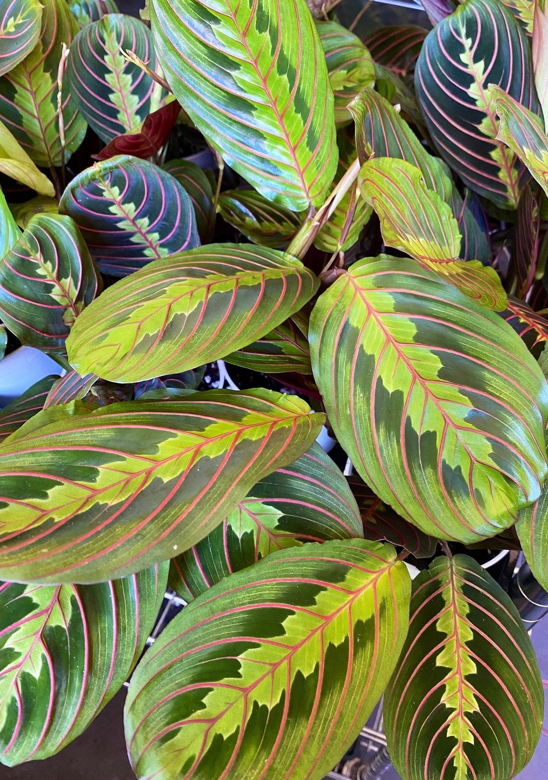 Red Maranta, Prayer Plant, 4inch Pot, Hopewind Plants Shop - Etsy