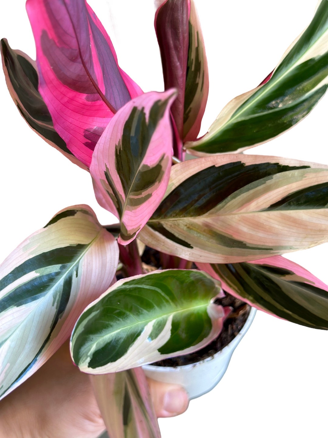 Calathea Triostar, Stromanthe Tricolor Prayer Plant, Live Plant, 4” Pot ...