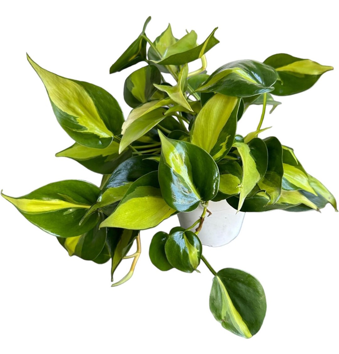 Hopewind Plnats Shop - Philodendron Hederaceum Brasil, Rare Variety ...