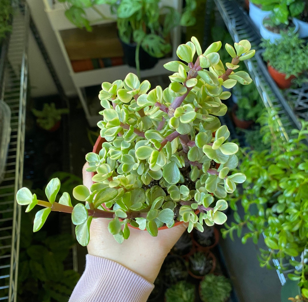 Mini Jade Plant, 4 Inch Pot, Succulent, House Live Plant - Etsy