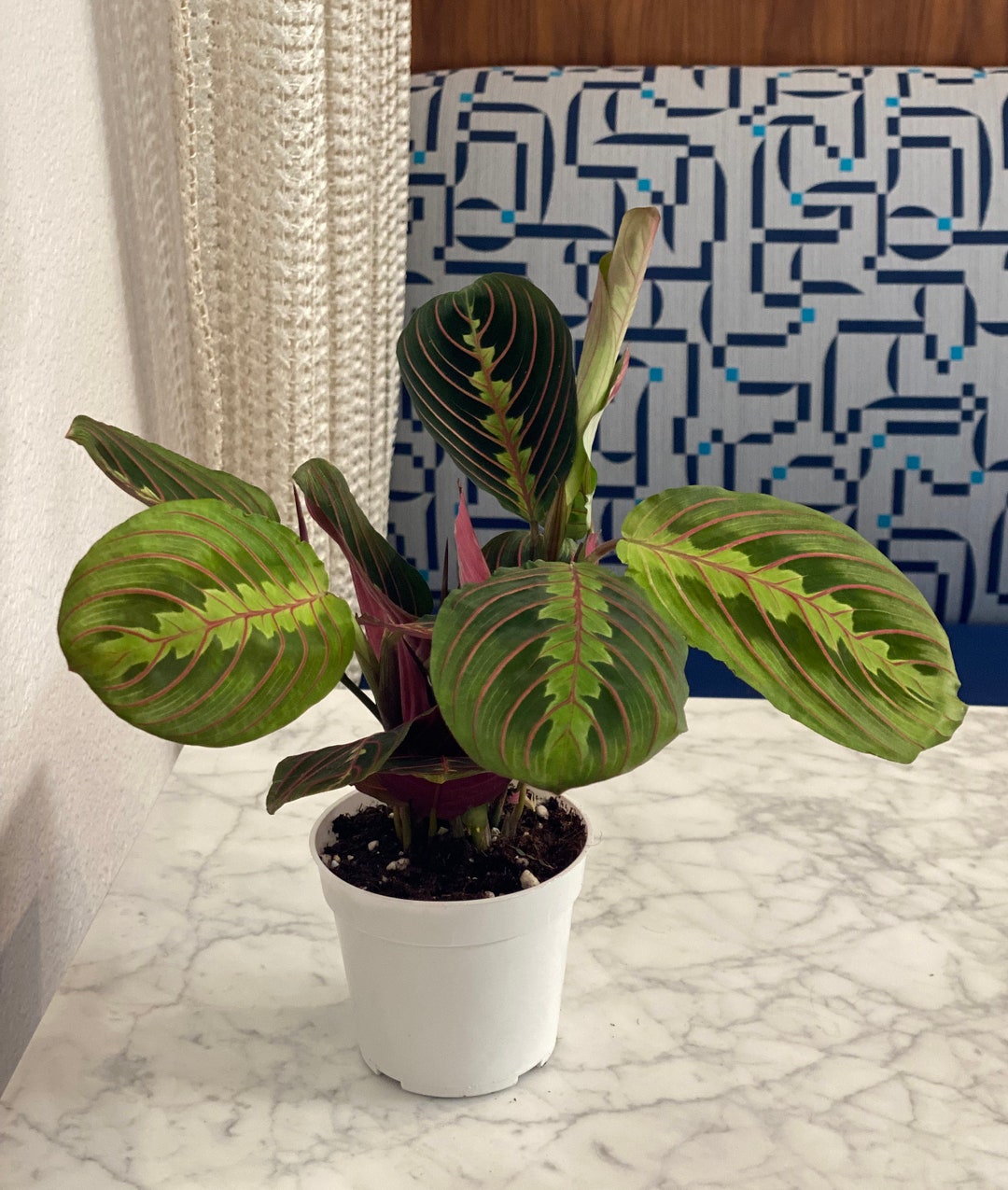 Red Maranta, Prayer Plant, 4inch Pot, Hopewind Plants Shop - Etsy