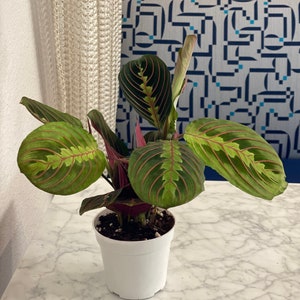 Red Maranta, Prayer Plant, 4inch Pot, Hopewind Plants Shop - Etsy