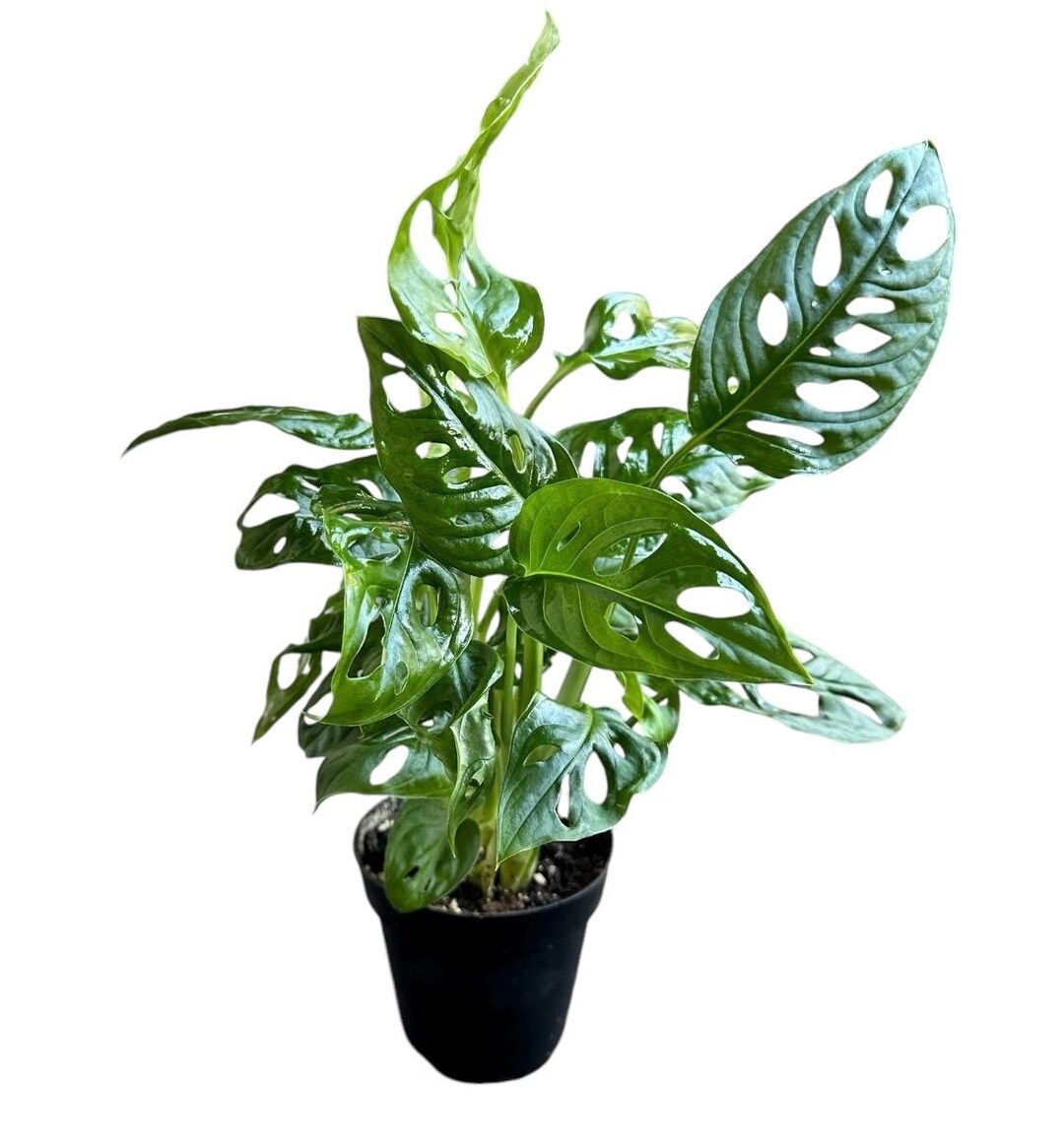 Hopewind Plants Shop, Swiss Cheese Plant, Monstera Adansonii, House ...