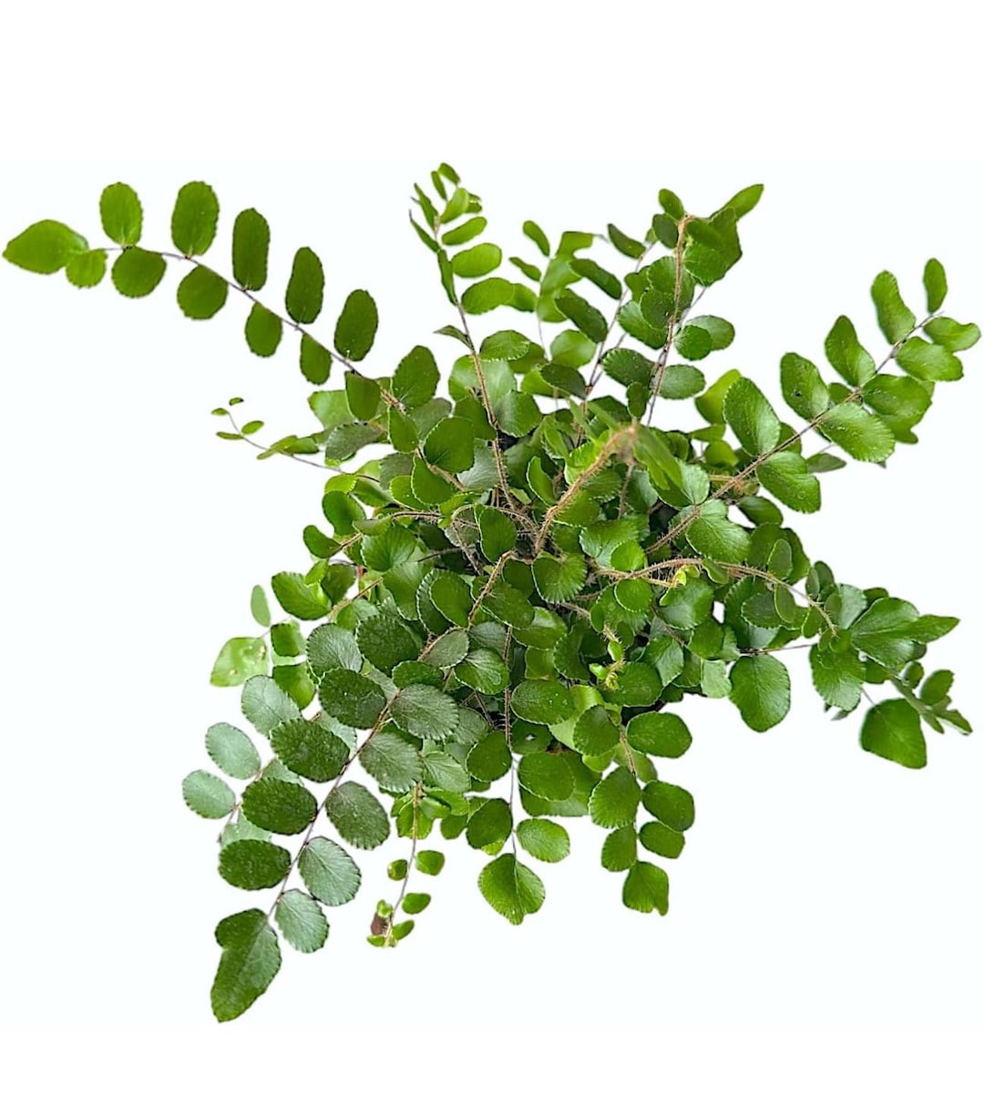 Button Fern, Live Indoor Plant, 4 Inch Pot - Hopewind Plants Shop - Etsy