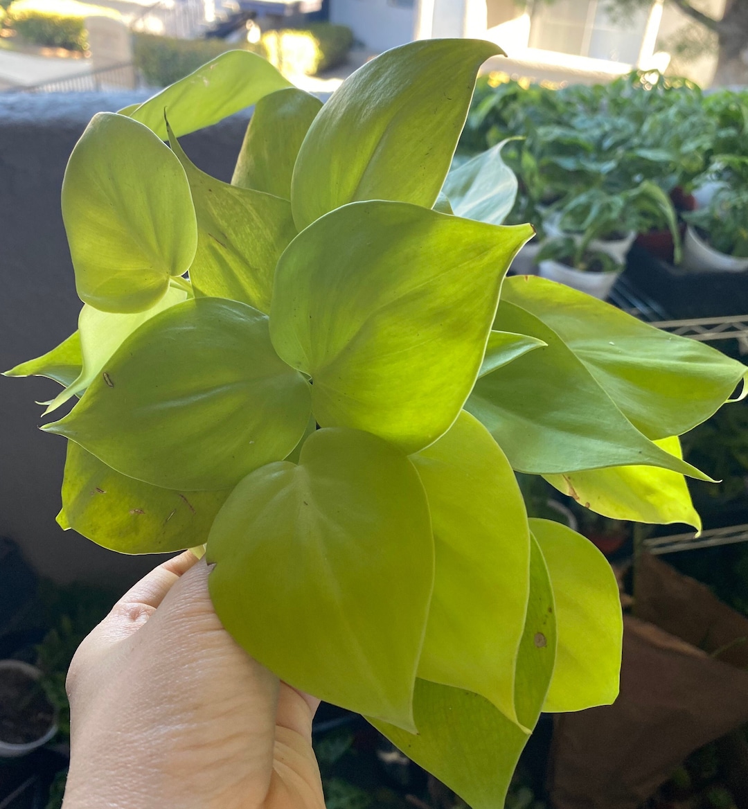 Philodendron, Neon Cordatum, 4 Inch Pot - Etsy