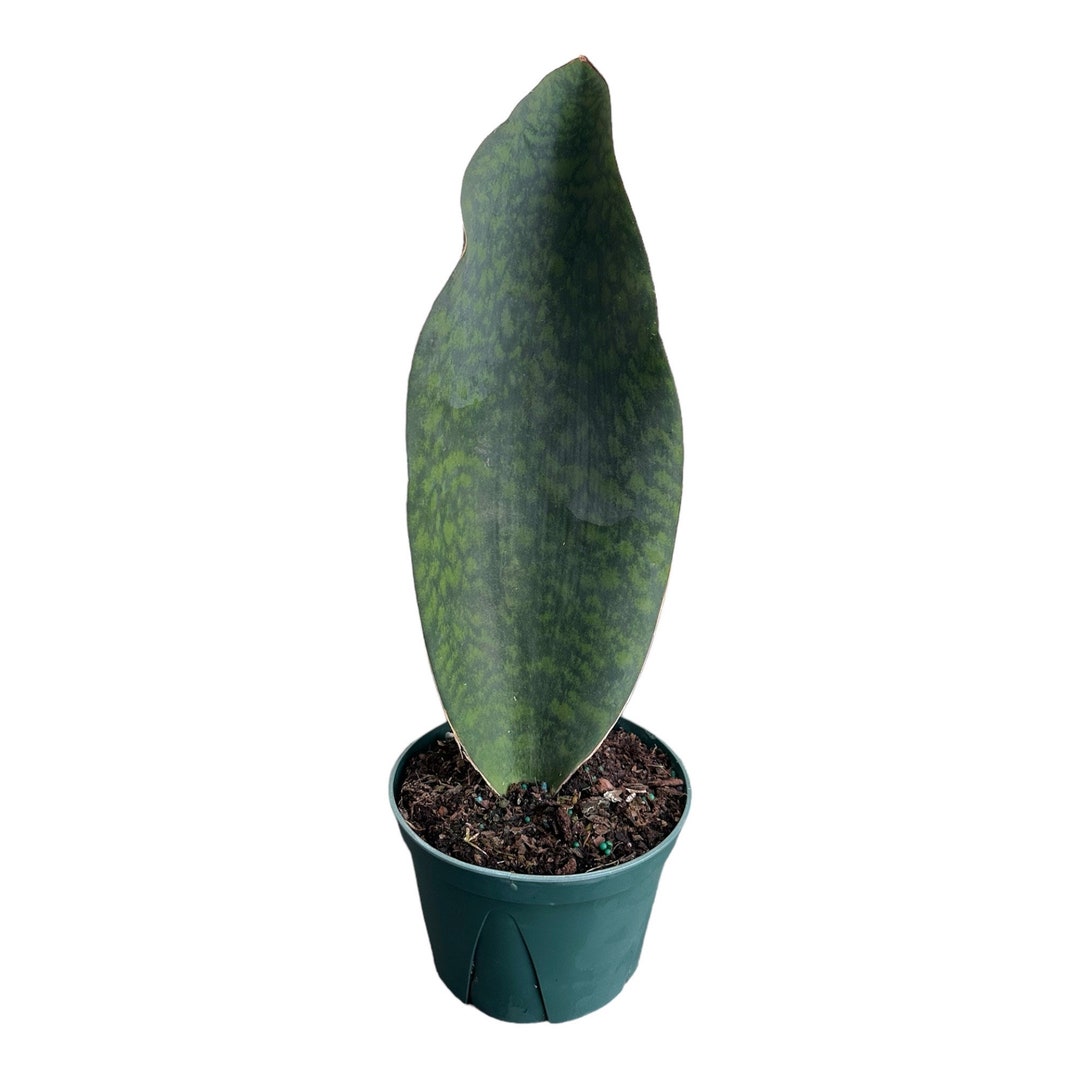 Shark Fin Whale Fin Sansevieria (snake Plant) ,6 Inch Live Plant - Etsy
