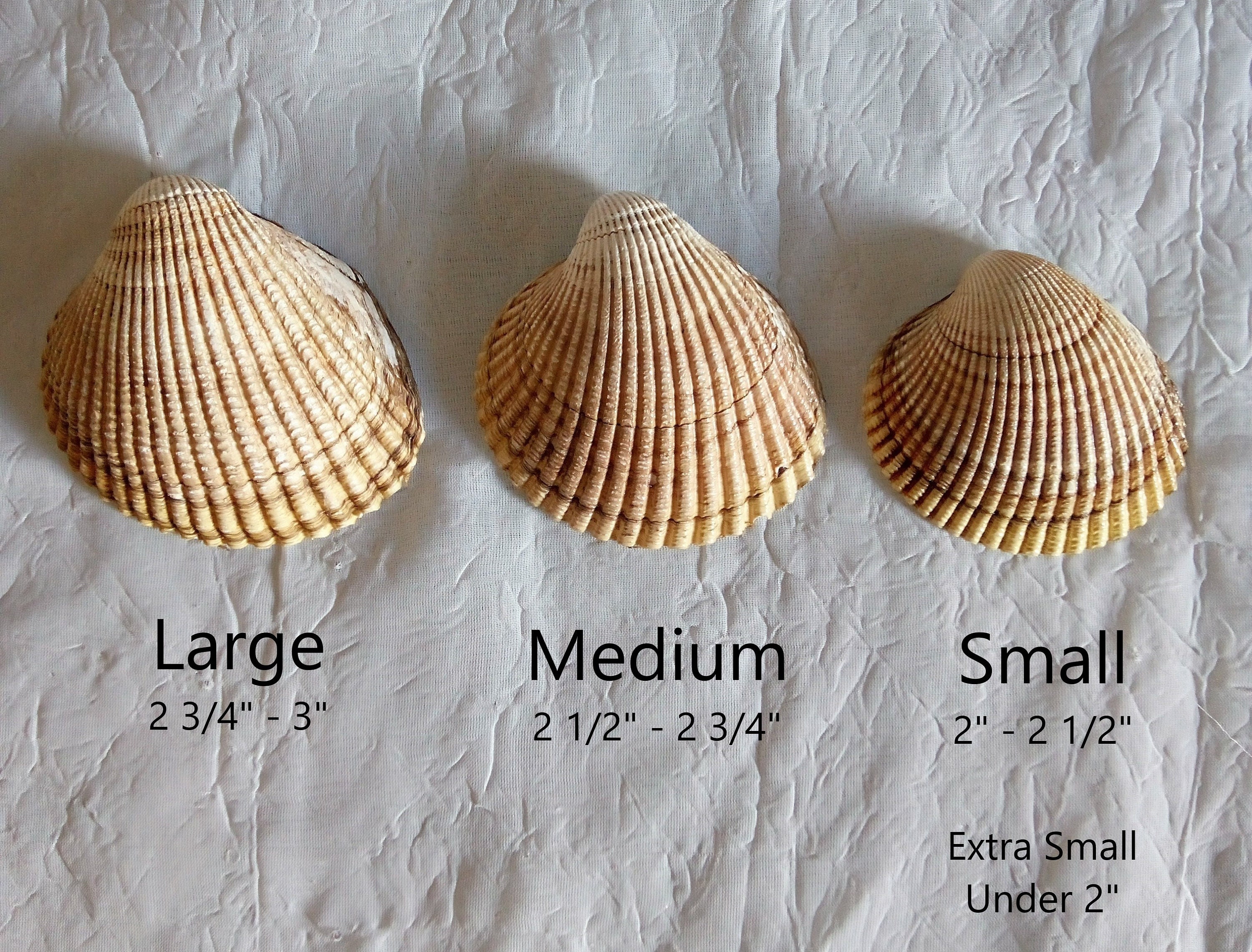 LXL Seashell Candle Clam Shell Large Sizes 3 Pack - Etsy