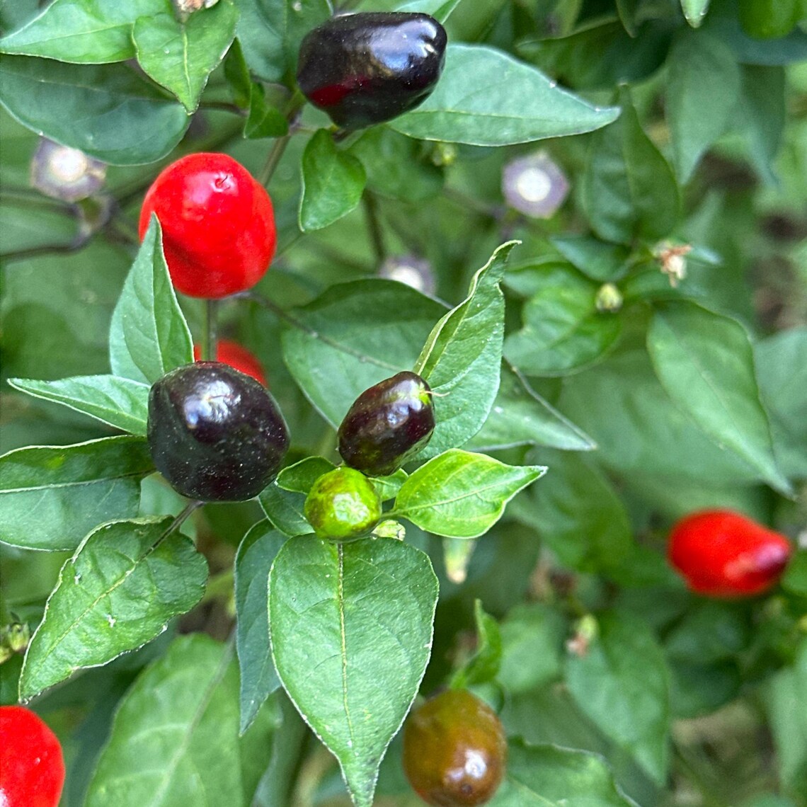 Purple Wild Brazil Cross F2 Seeds - Hot Pepper (20+ Seeds) - Etsy