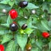 Purple Wild Brazil Cross F2 Seeds - Hot Pepper (20+ Seeds) - Etsy