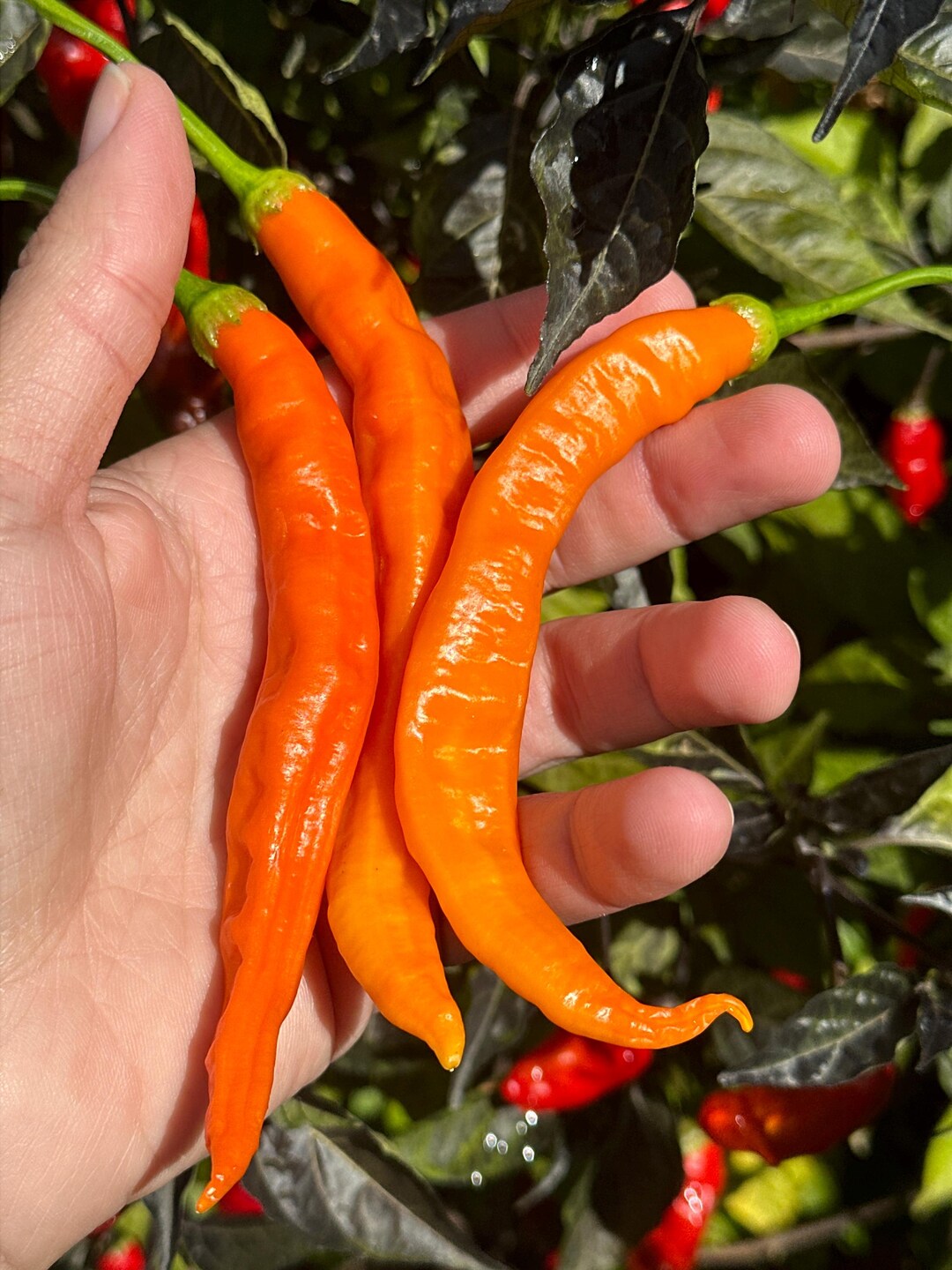 Sili-a-top Pepper Seeds - 20+ Pepper Seeds - Etsy