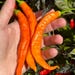 Sili-a-top Pepper Seeds - 20+ Pepper Seeds - Etsy