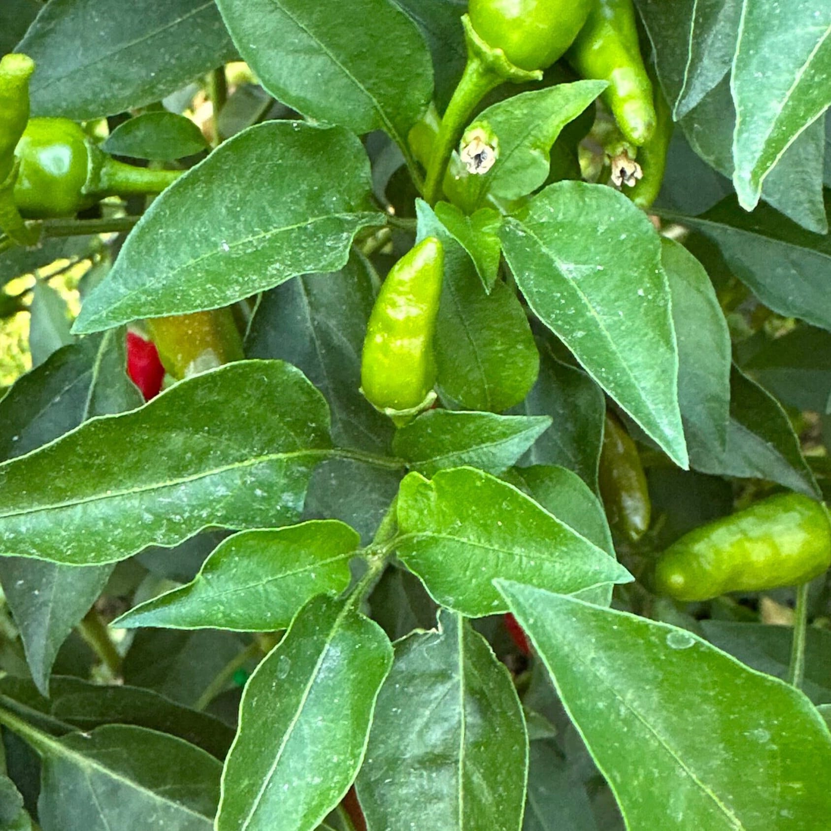 Wild Brazil Cross F2 Seeds - Hot Pepper Variety (20+ Seeds) - Etsy