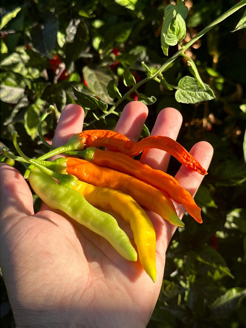 Sili-a-top Pepper Seeds - 20+ Pepper Seeds - Etsy