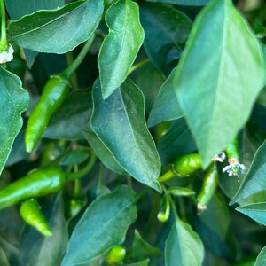 Wild Brazil Cross F2 Seeds - Hot Pepper Variety (20+ Seeds) - Etsy
