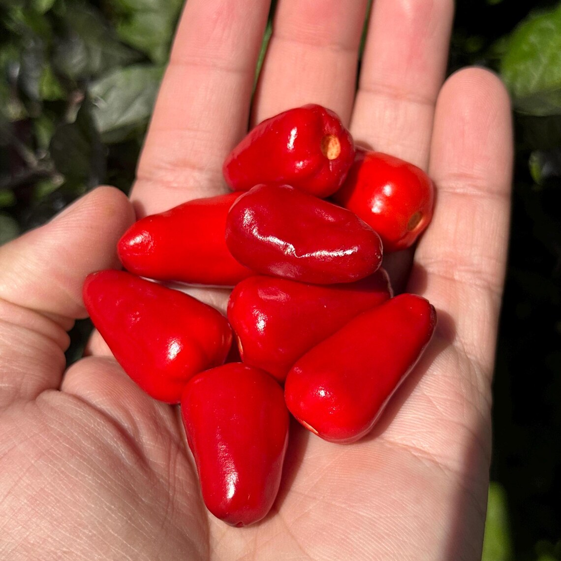 Purple Wild Brazil Cross F2 Seeds - Hot Pepper (20+ Seeds) - Etsy