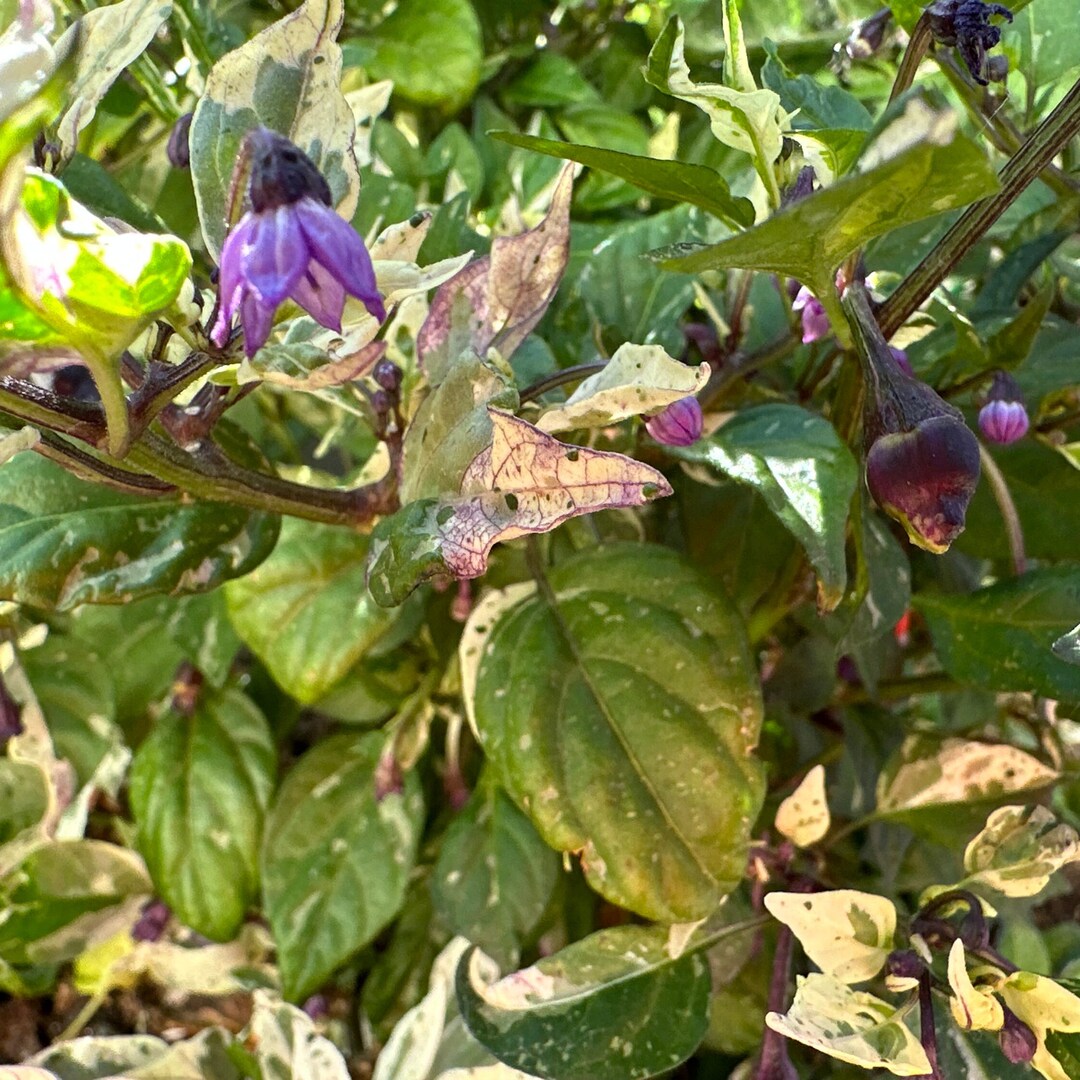 Mixed Variegated Pepper Seed Variety Pack Unlabeled Seeds - 25+ Rare ...