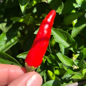 Wild Brazil Cross F2 Seeds - Hot Pepper Variety (20+ Seeds) - Etsy