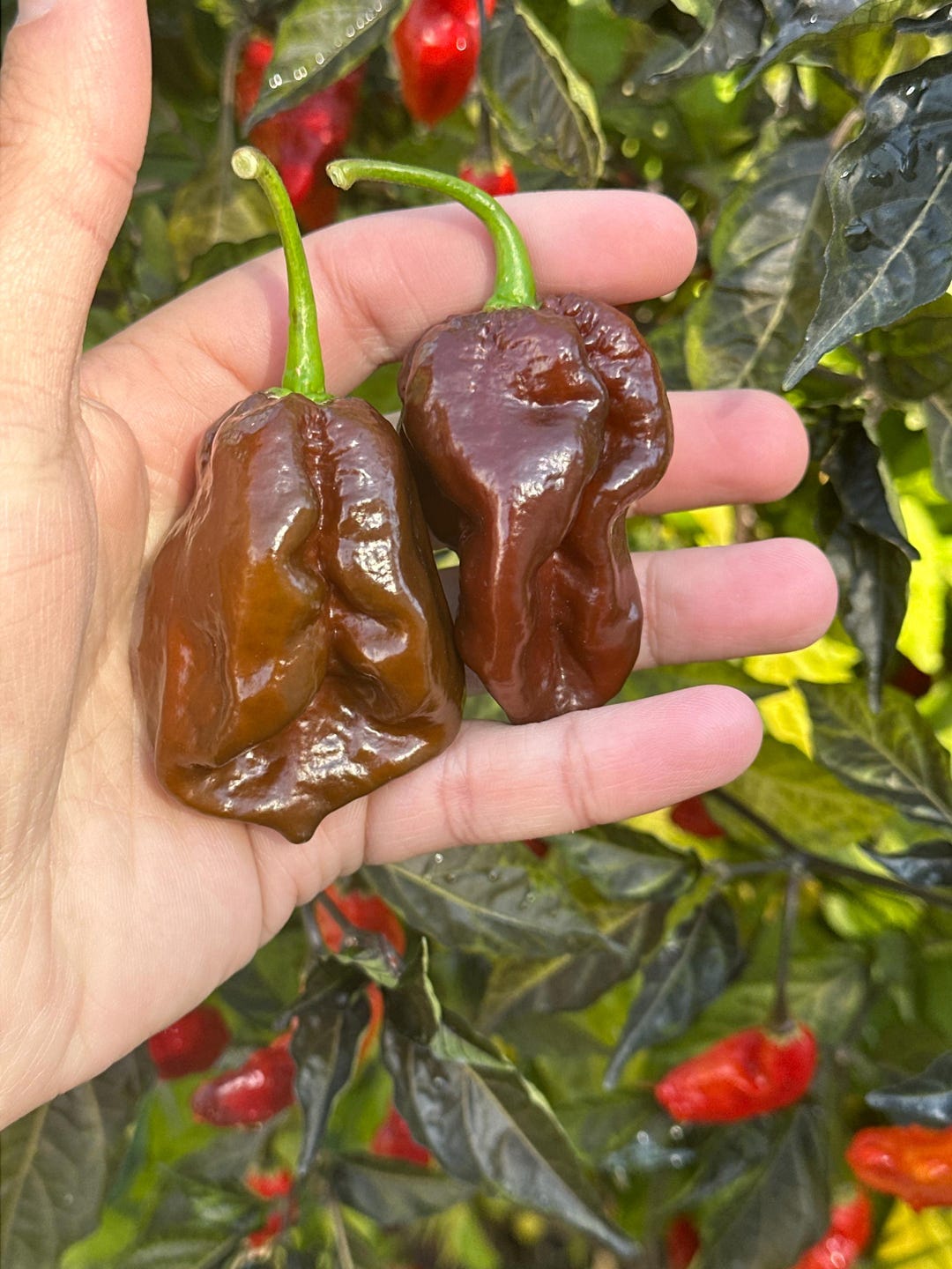 Giant Chocolate Orion F2 Pepper Seeds - Super Hot - Etsy