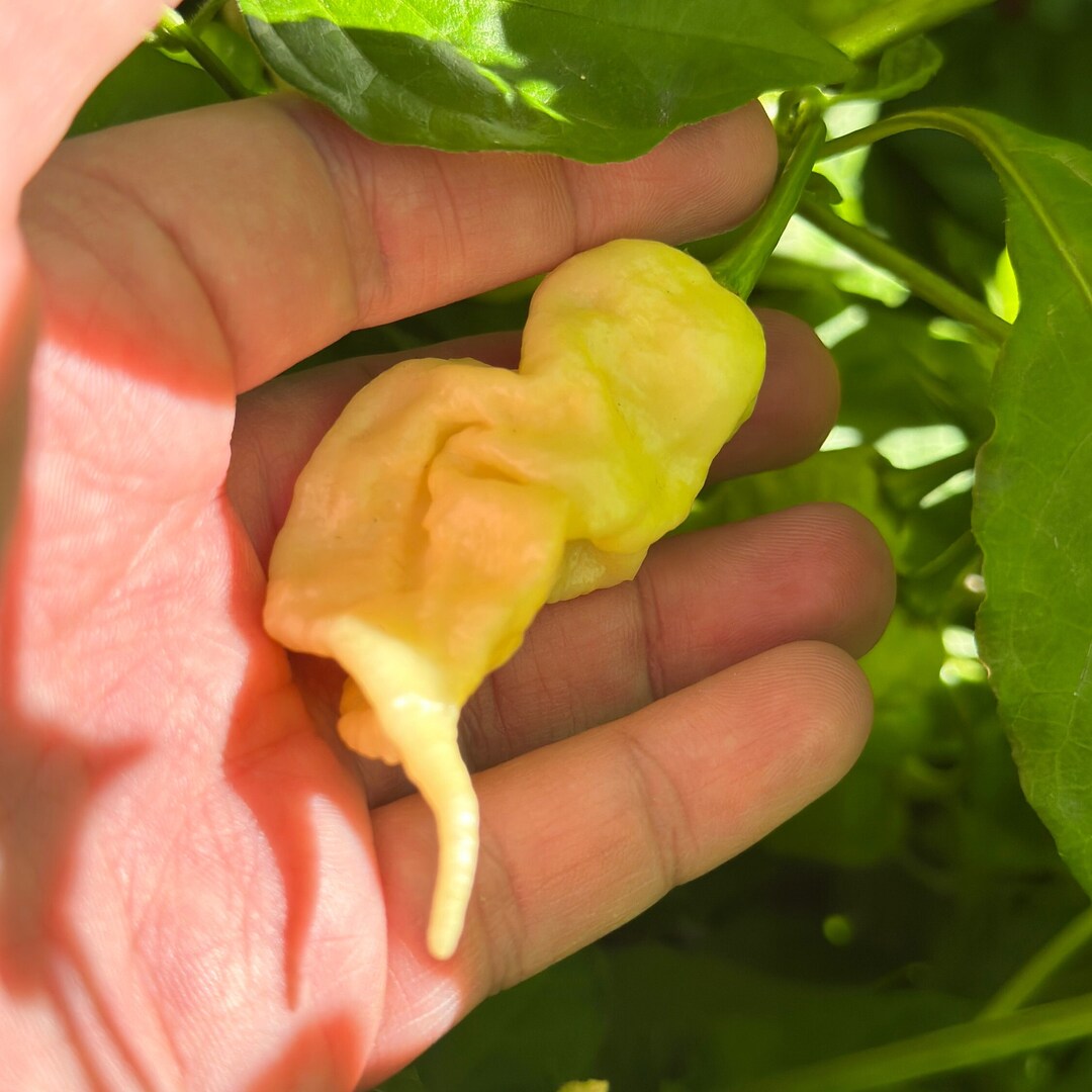White Knight Pepper Seeds 15 Super-hot Pepper Seeds - Etsy