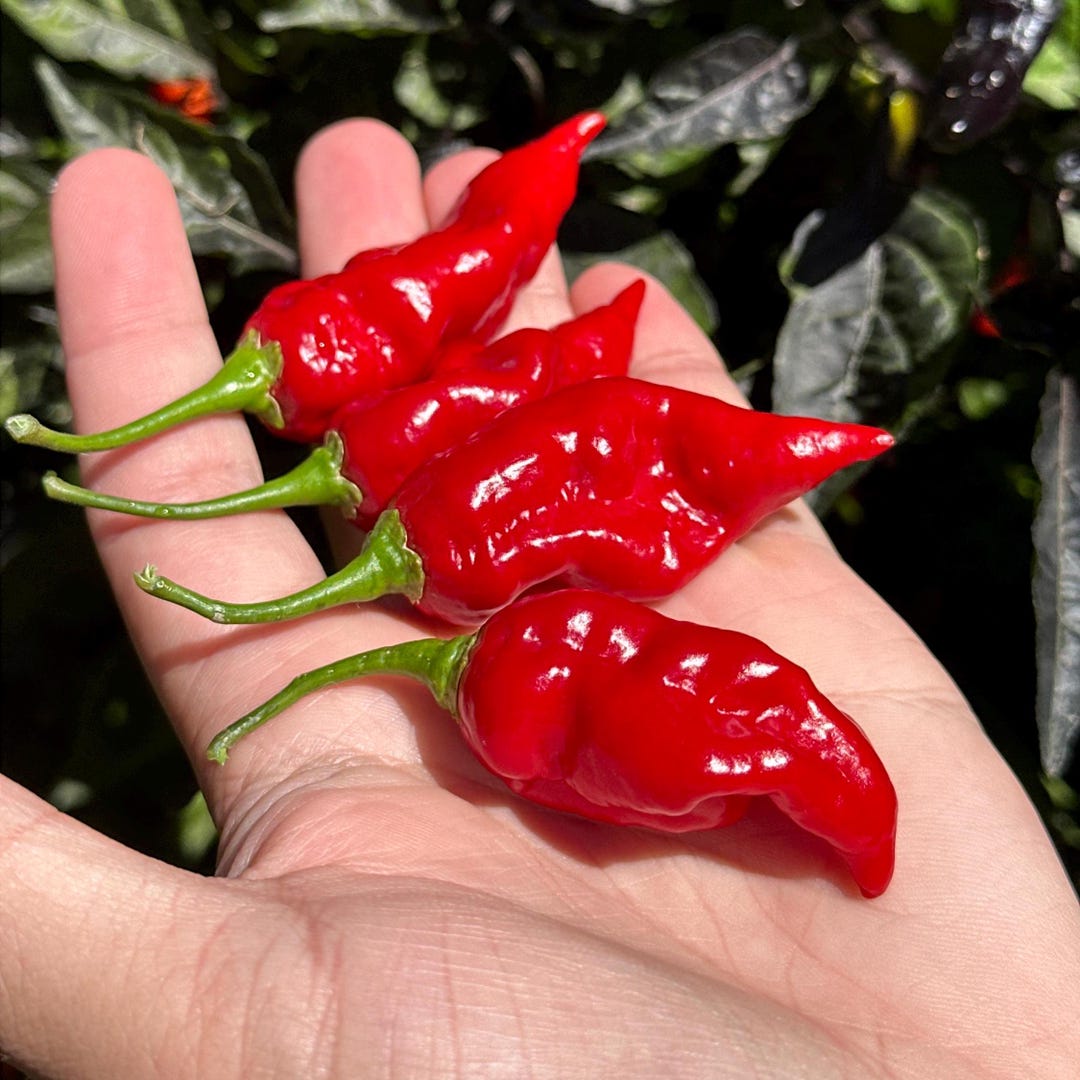 Fools Scorpion Cross Pepper Seeds - 20+ Pepper Seeds - Etsy