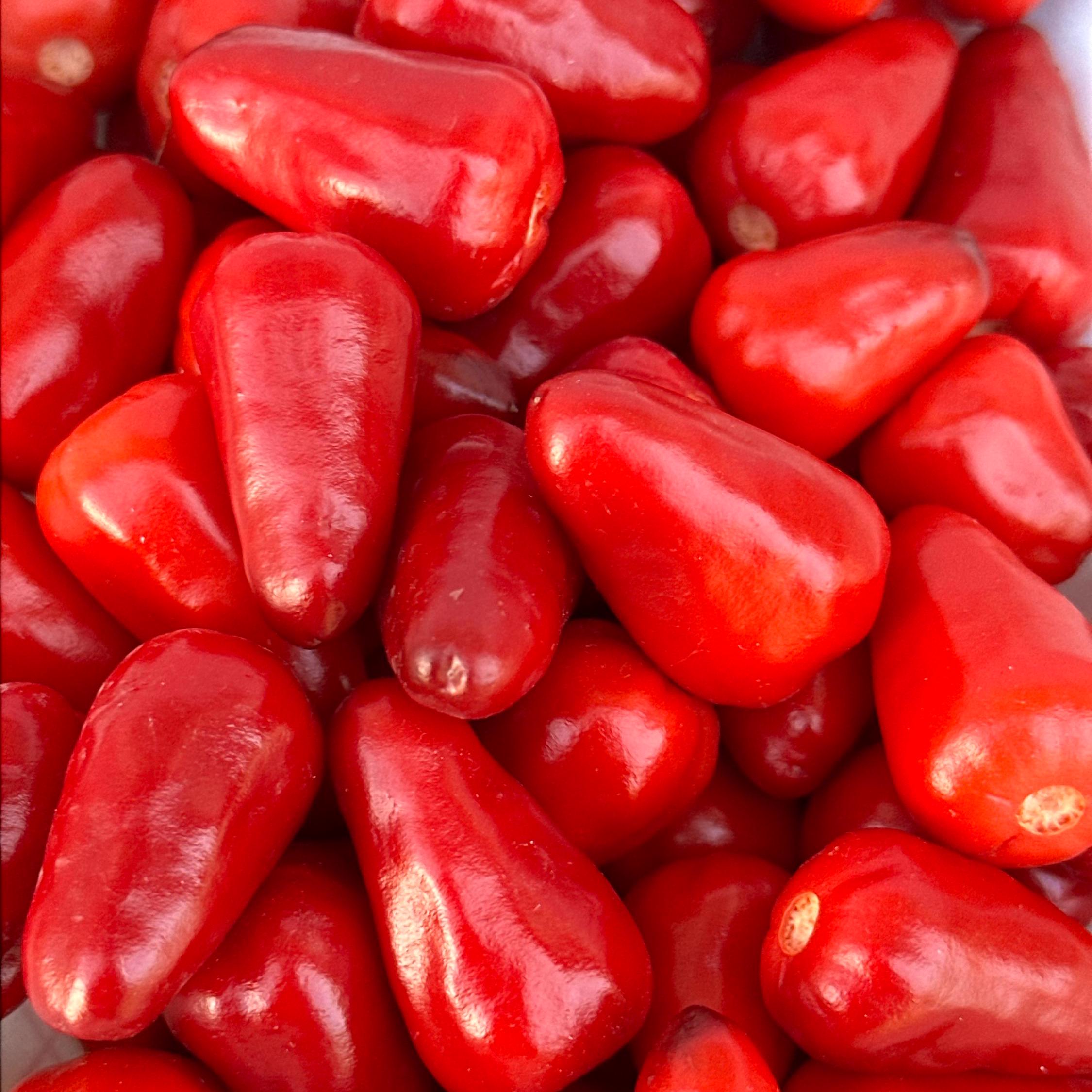 Purple Wild Brazil Cross F2 Seeds - Hot Pepper (20+ Seeds) - Etsy