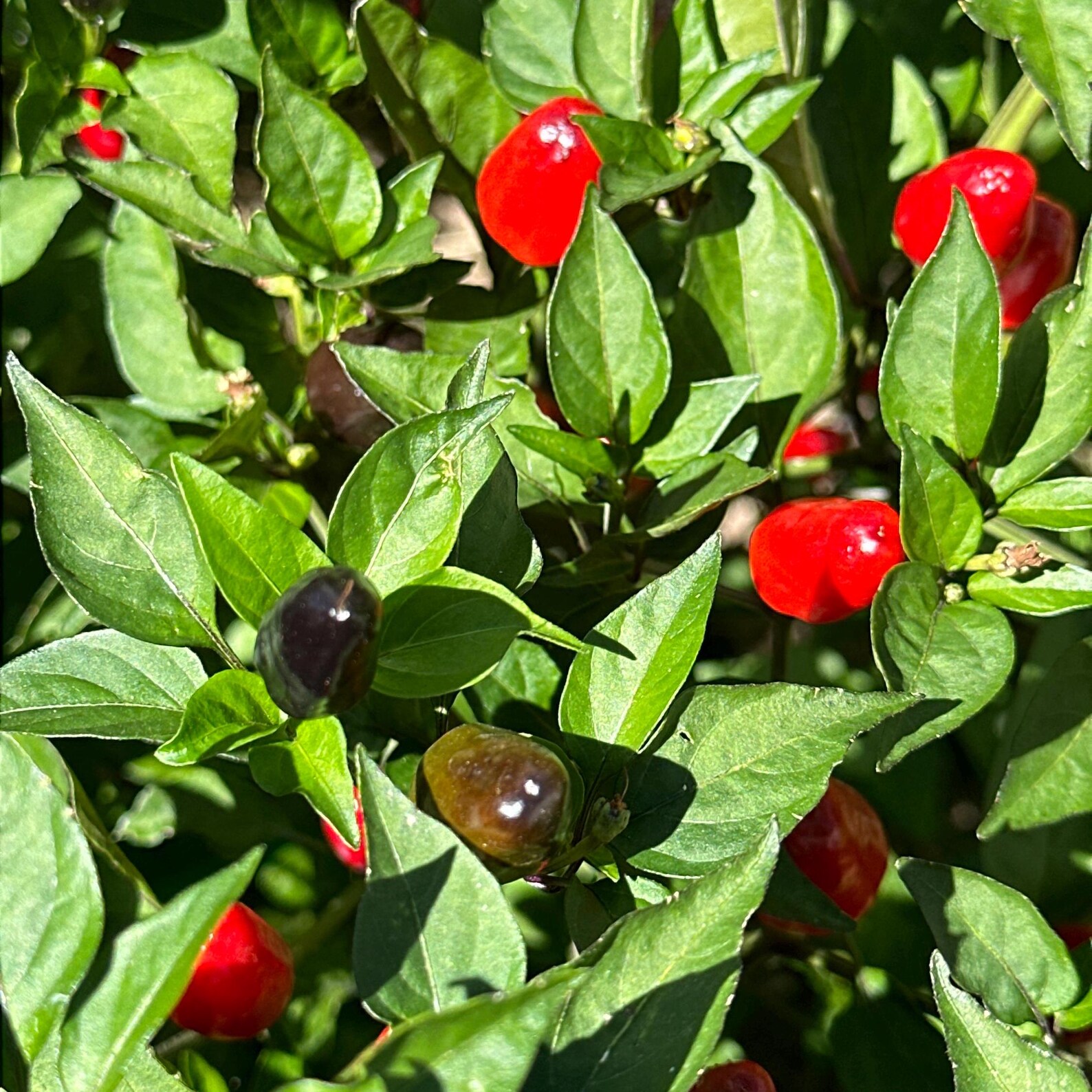 Purple Wild Brazil Cross F2 Seeds - Hot Pepper (20+ Seeds) - Etsy