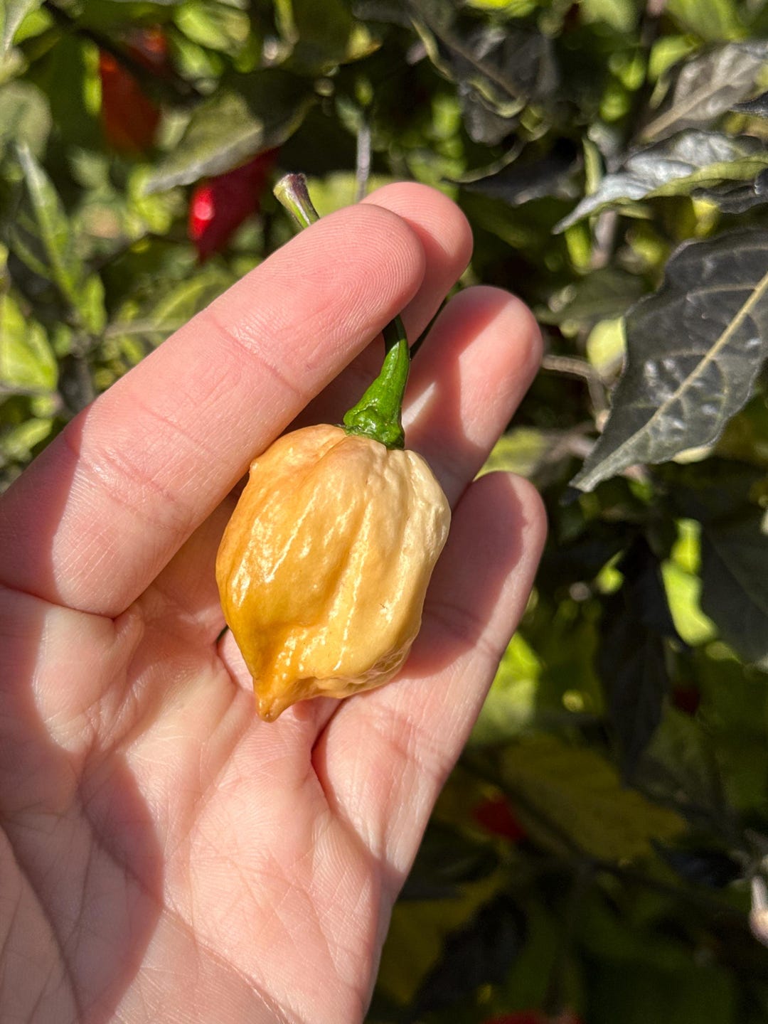 JPGS X GYPOB (cream) F5 Pepper Seeds - Jays Peach Ghost Scorpion X ...
