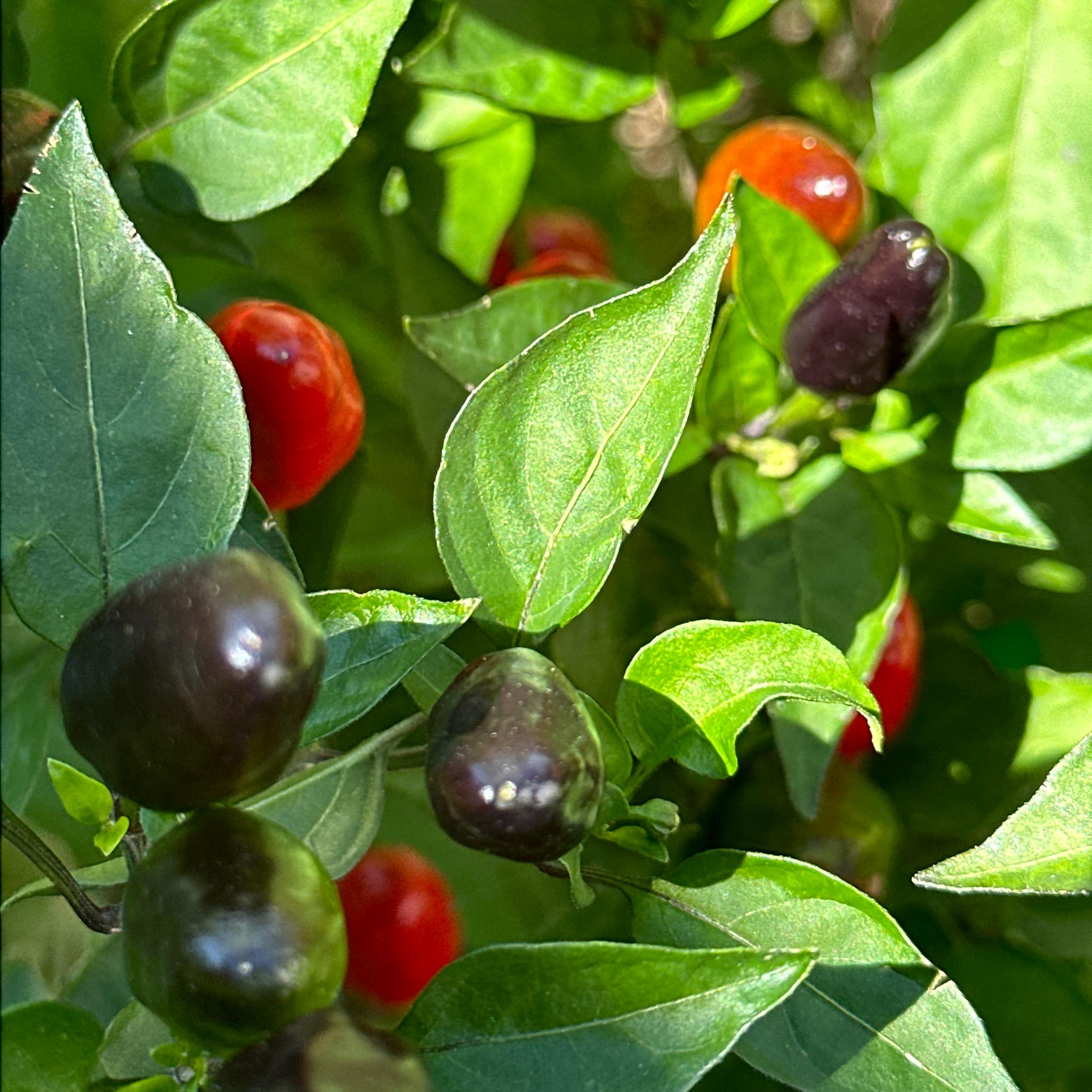 Purple Wild Brazil Cross F2 Seeds - Hot Pepper (20+ Seeds) - Etsy