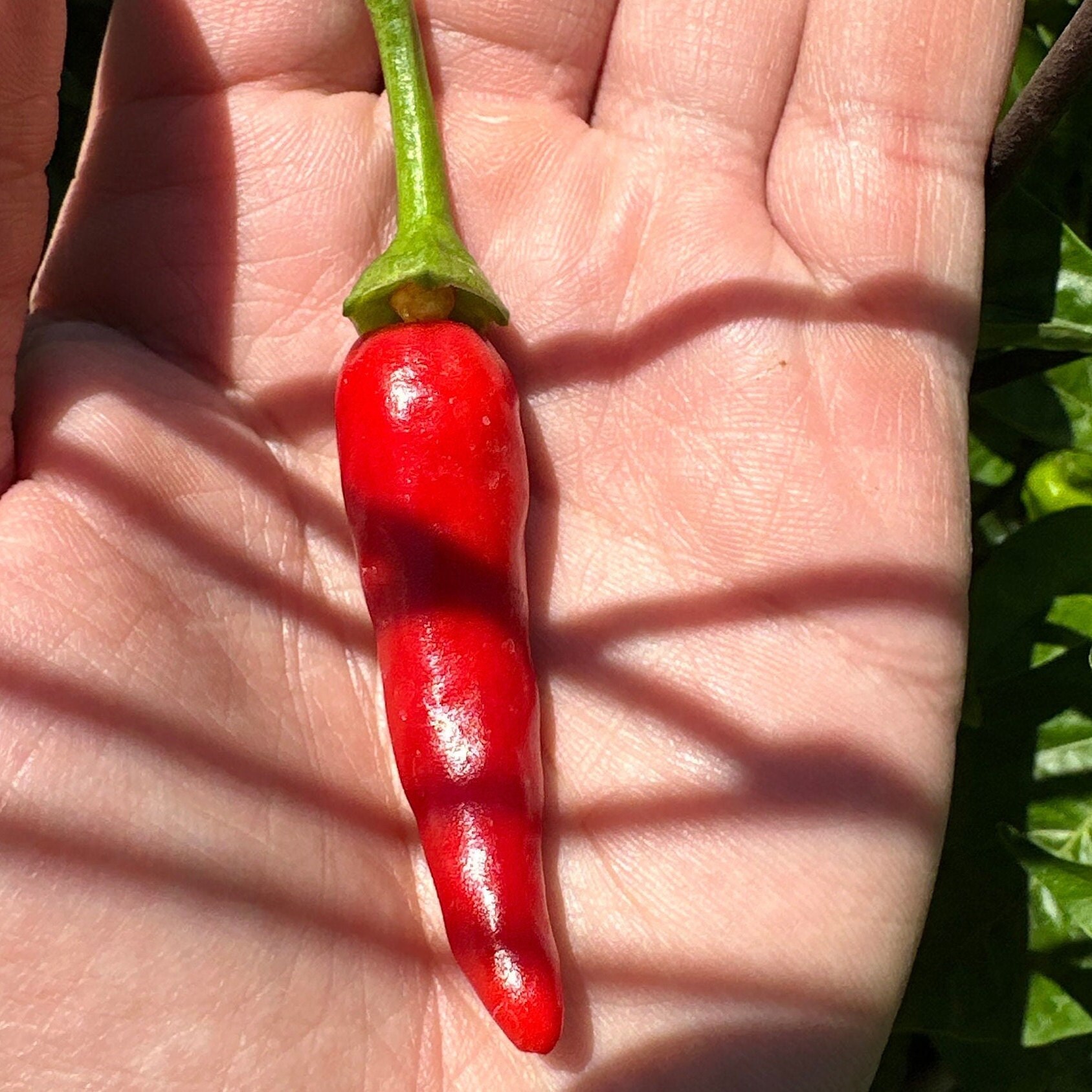 Wild Brazil Cross F2 Seeds - Hot Pepper Variety (20+ Seeds) - Etsy