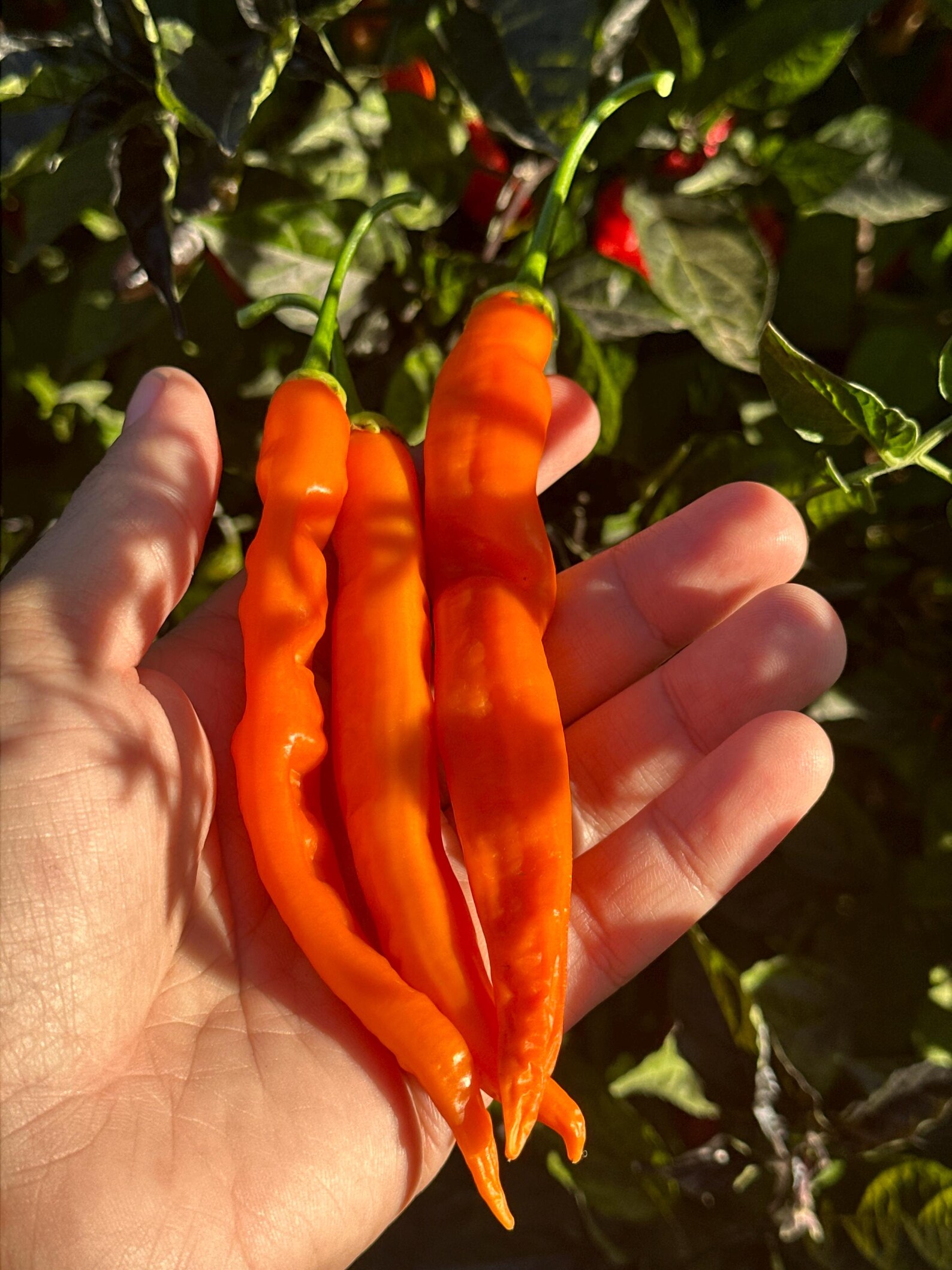 Sili-a-top Pepper Seeds - 20+ Pepper Seeds - Etsy